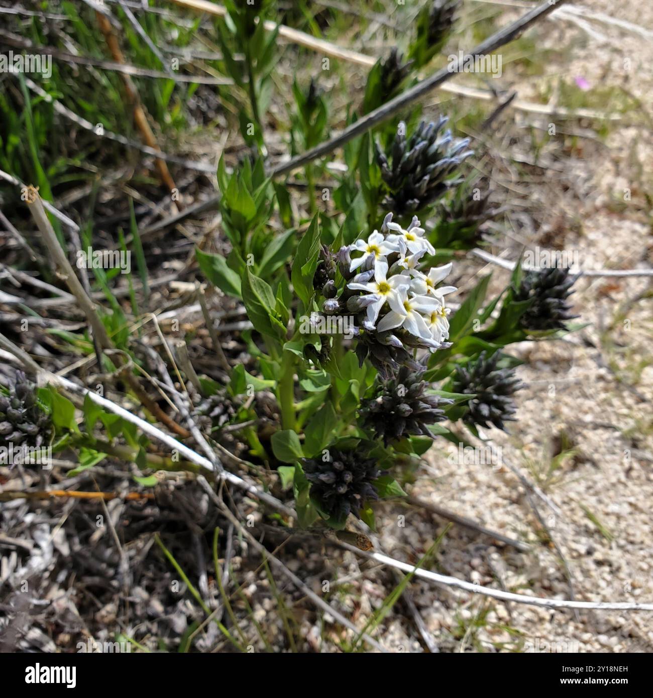 woolly bluestar (Amsonia tomentosa) Plantae Stock Photo - Alamy