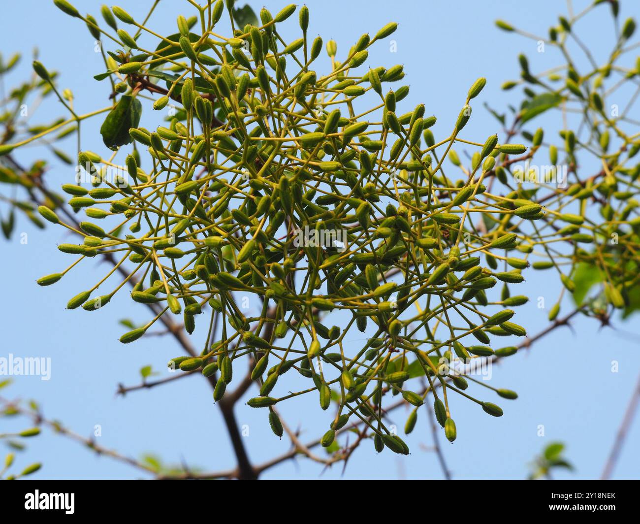Native Bougainvillea (Pisonia aculeata) Plantae Stock Photo - Alamy