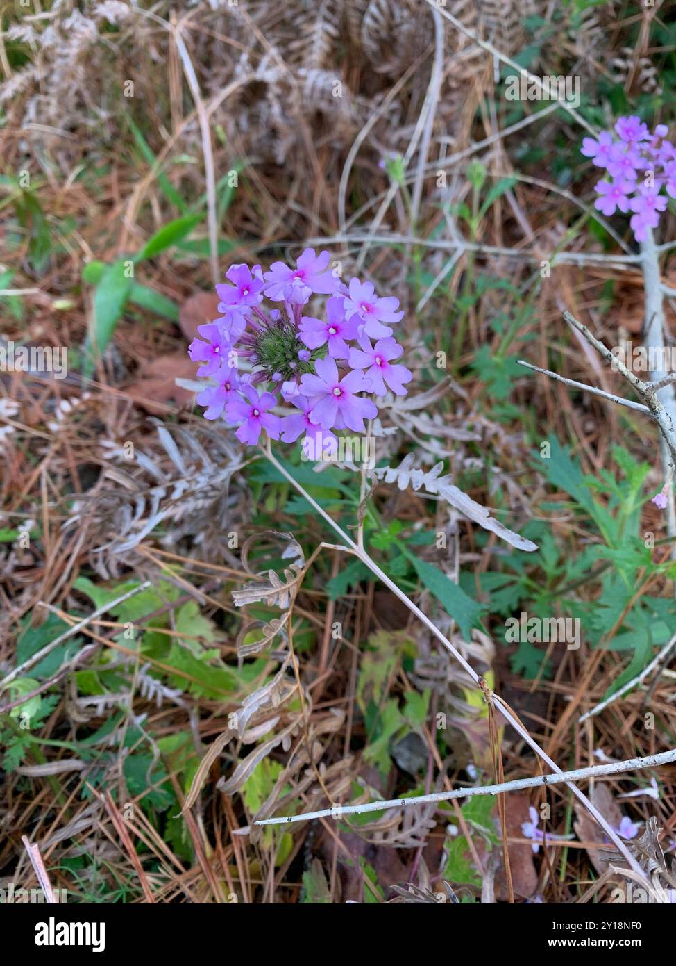 rose vervain (Glandularia canadensis) Plantae Stock Photo - Alamy