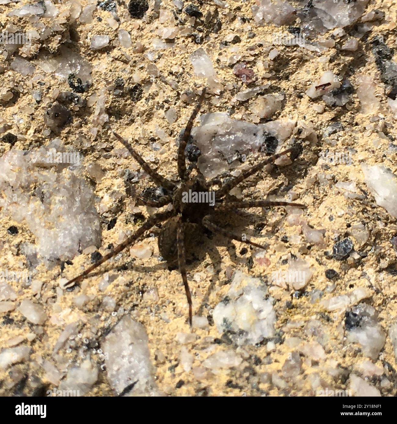 Thin-legged Wolf Spiders (Pardosa) Arachnida Stock Photo - Alamy
