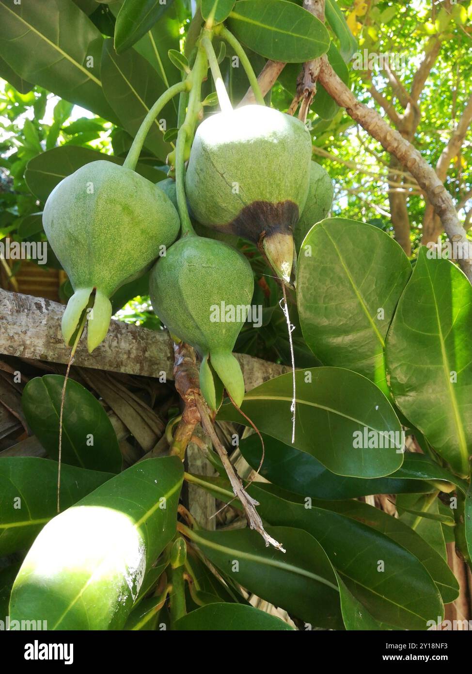 Fish Poison Tree (Barringtonia asiatica) Plantae Stock Photo - Alamy