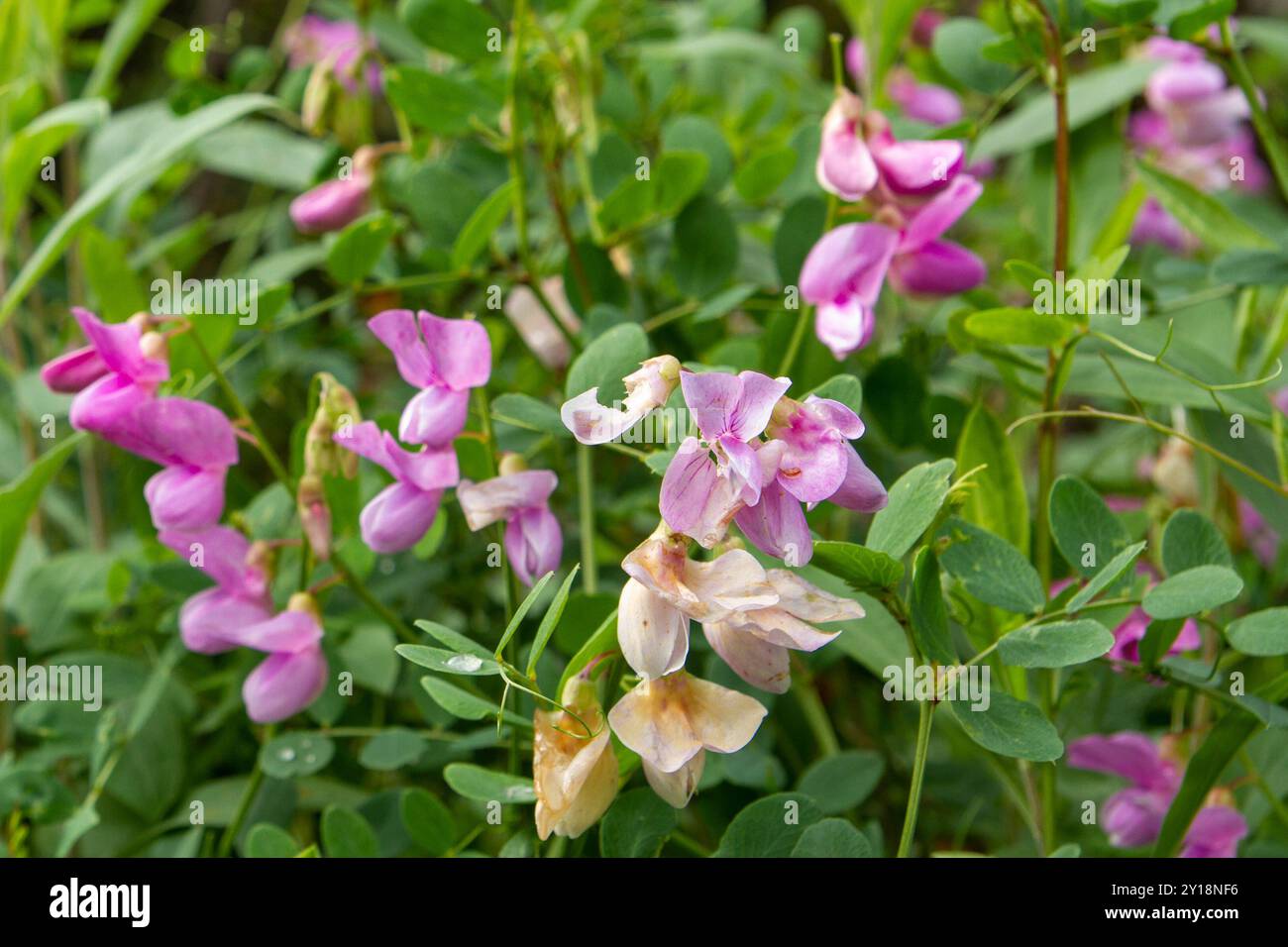 Pacific pea (Lathyrus vestitus) Plantae Stock Photo - Alamy