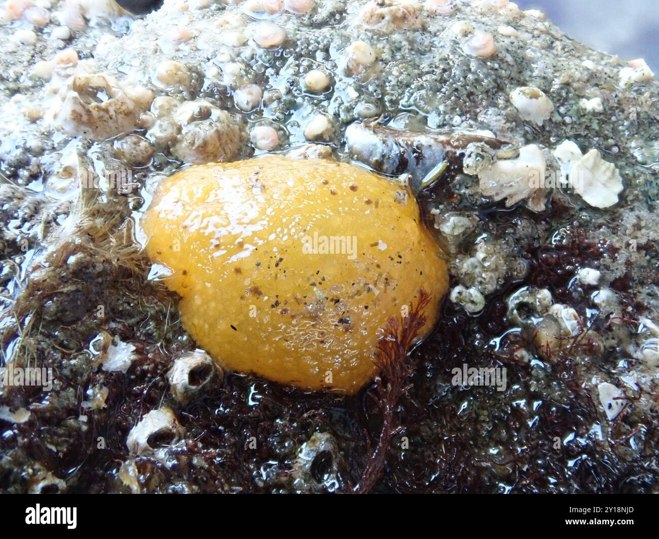 Monterey Dorid (Doris montereyensis) Mollusca Stock Photo - Alamy