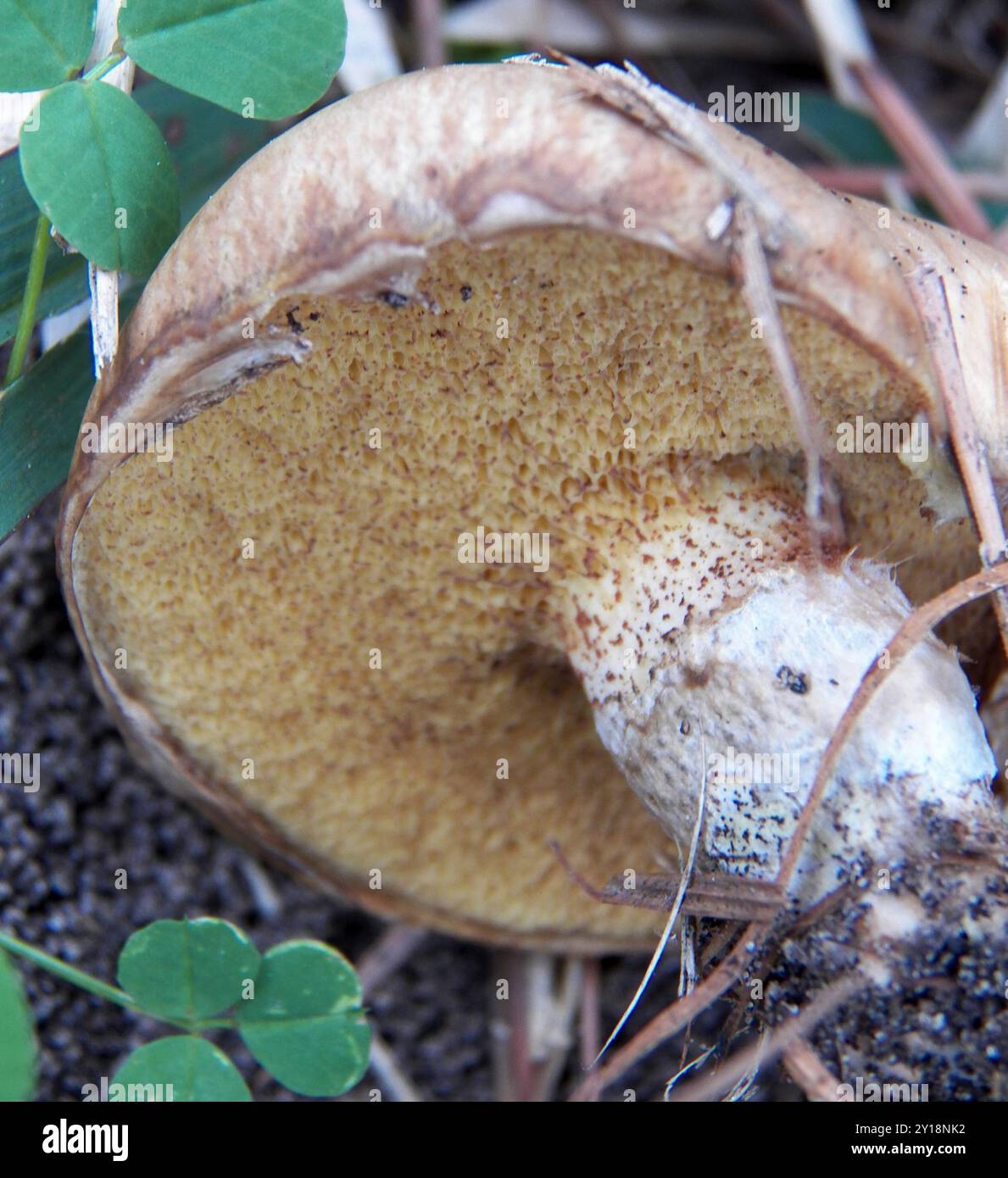 boletes (Boletaceae) Fungi Stock Photo - Alamy