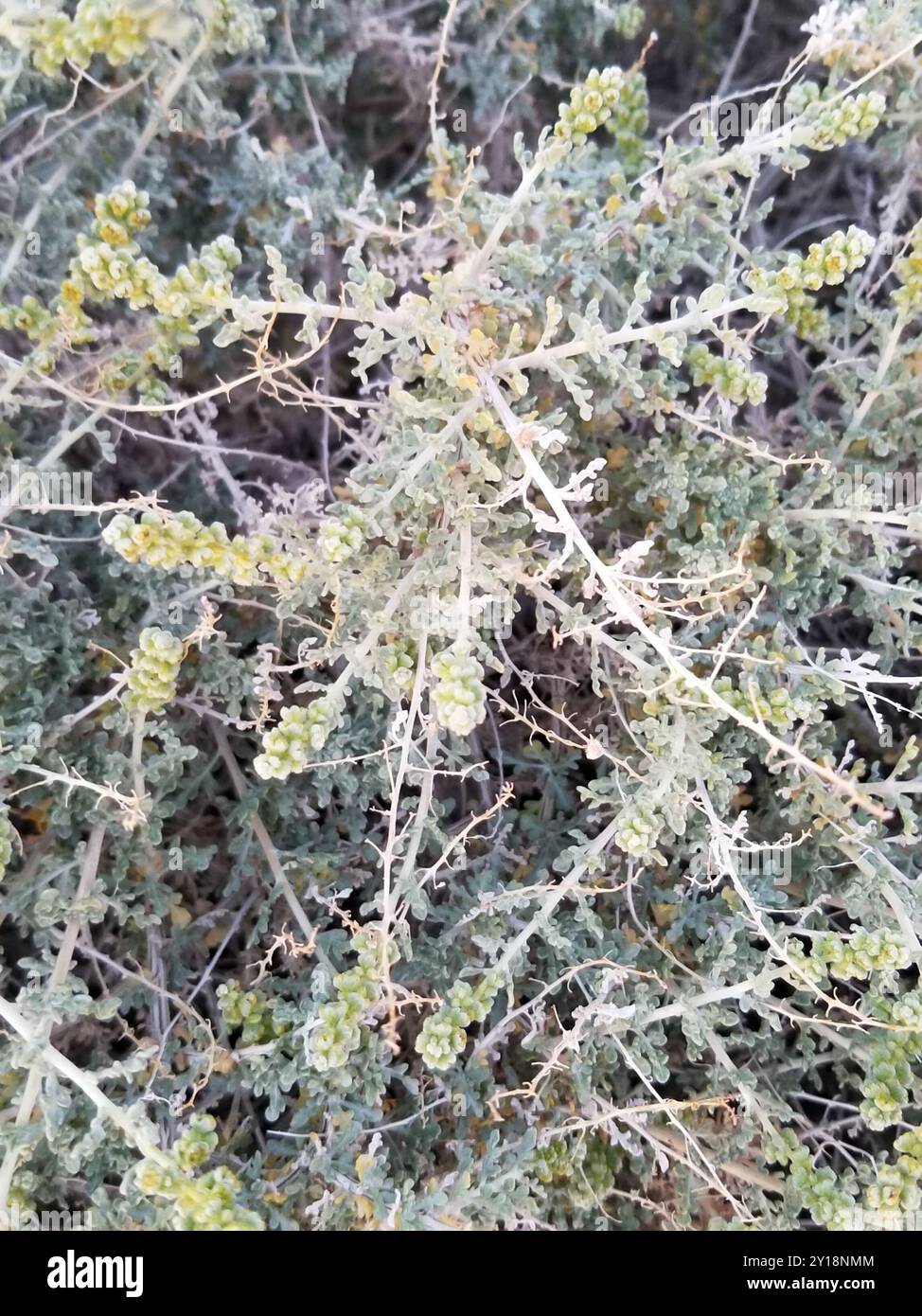 Burrobush (Ambrosia dumosa) Plantae Stock Photo - Alamy