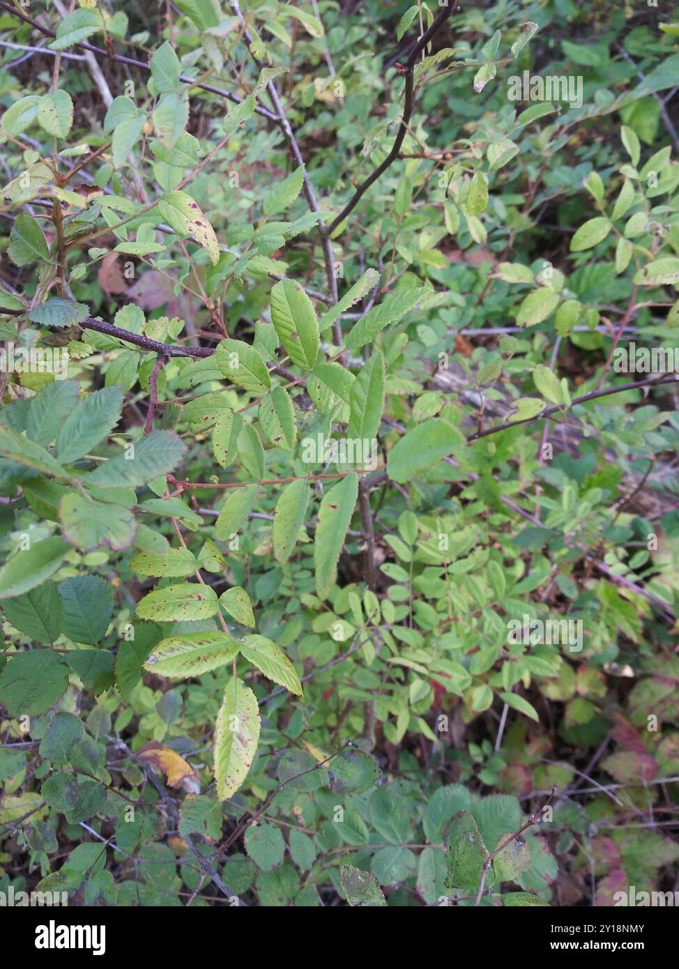Nootka rose (Rosa nutkana) Plantae Stock Photo - Alamy