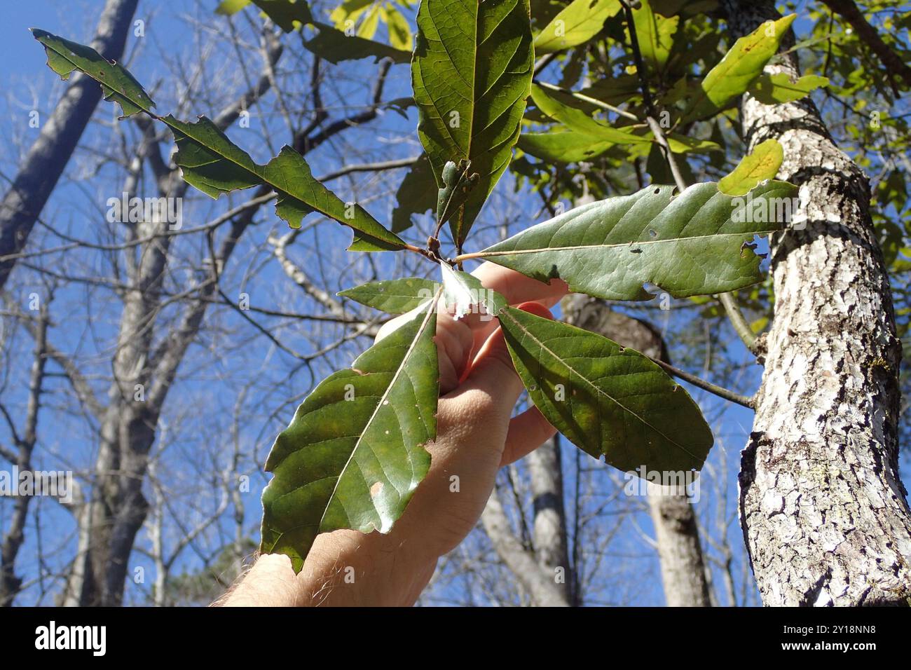 Swamp Bay (Persea palustris) Plantae Stock Photo - Alamy