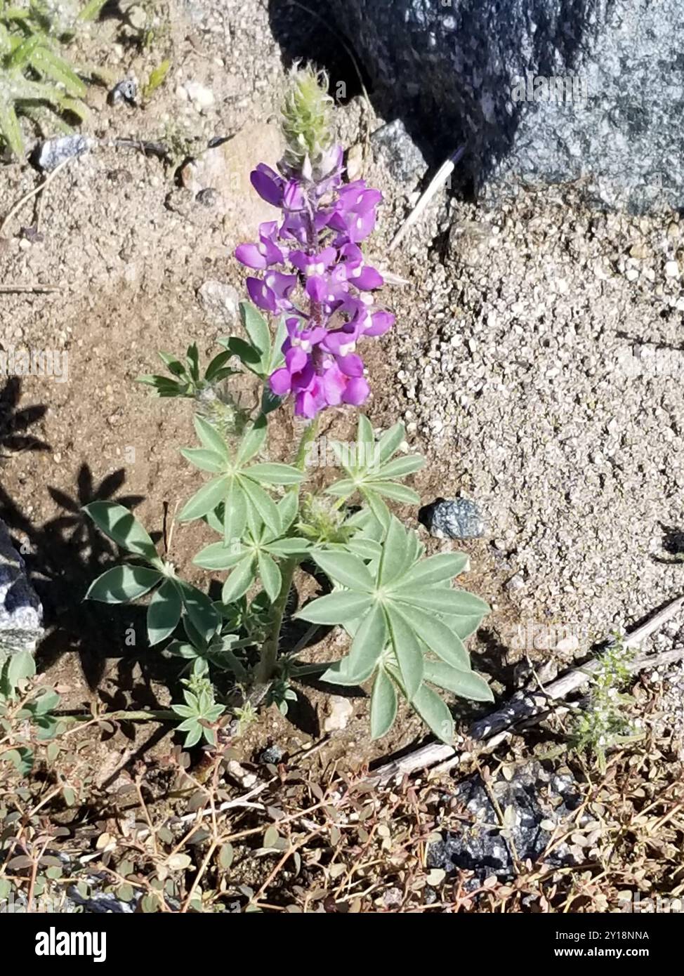 Arizona lupine (Lupinus arizonicus) Plantae Stock Photo - Alamy