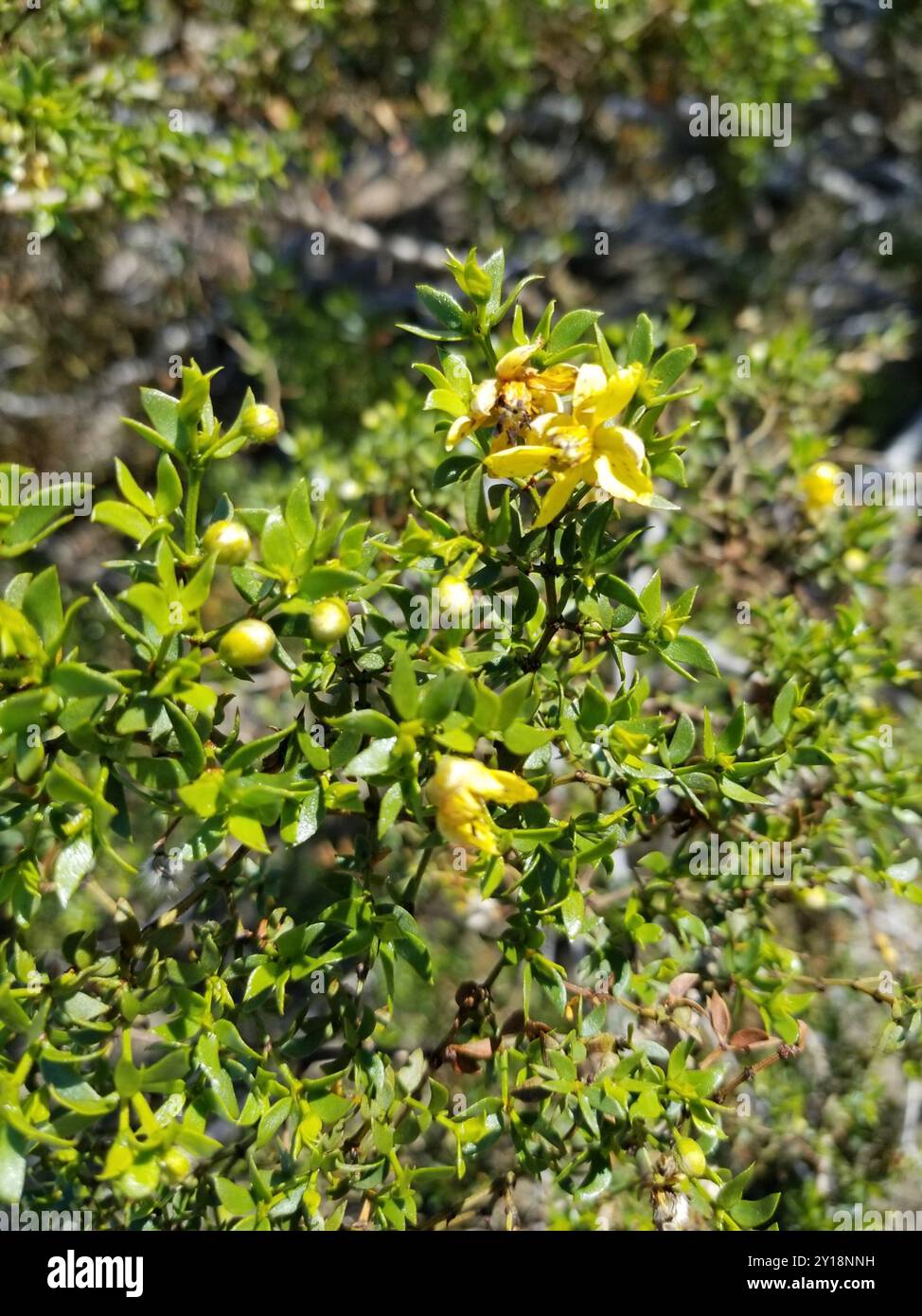 Creosote Bush (Larrea tridentata) Plantae Stock Photo - Alamy