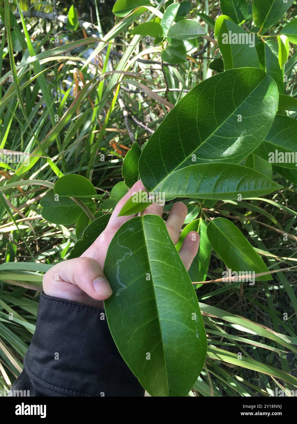 Pond Apple (Annona glabra) Plantae Stock Photo - Alamy