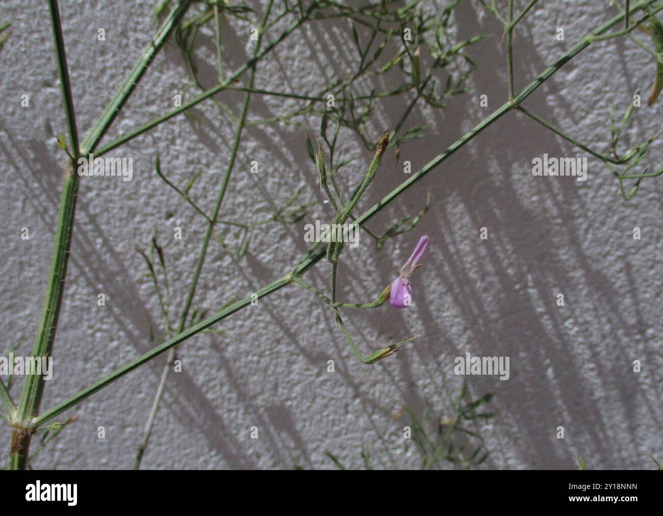 Panicled Foldwing (Dicliptera paniculata) Plantae Stock Photo - Alamy