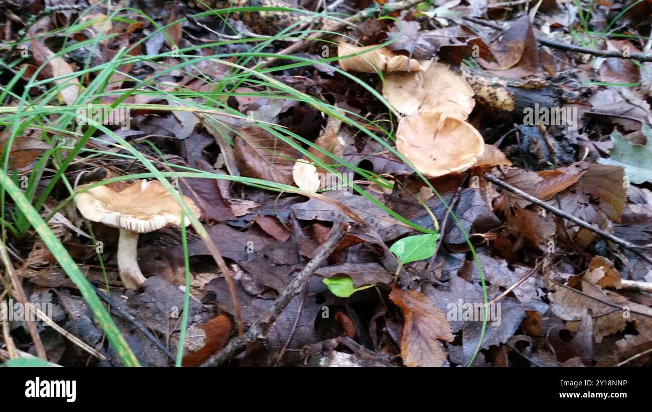 Almond-scented Russula (Russula fragrantissima) Fungi Stock Photo - Alamy