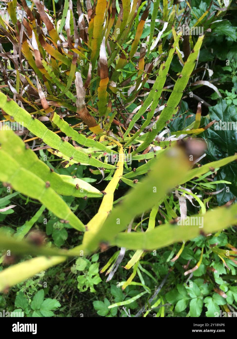 flowering plants (Angiospermae) Plantae Stock Photo - Alamy