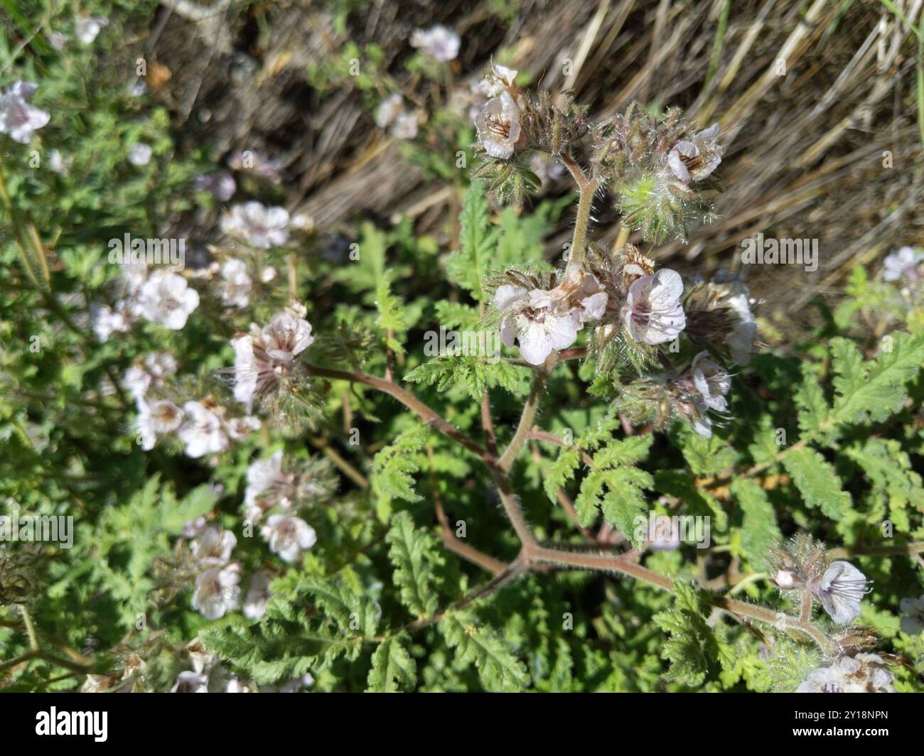 caterpillar scorpionweed (Phacelia cicutaria) Plantae Stock Photo - Alamy