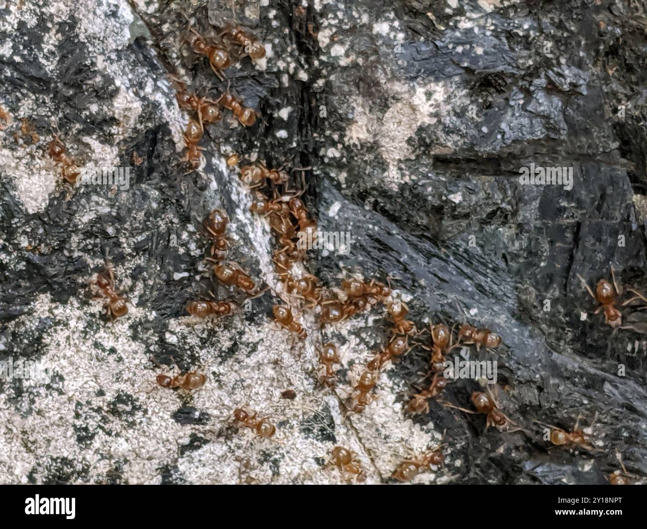 Citronella Ants, Fuzzy Ants, and Allies (Lasius) Insecta Stock Photo ...