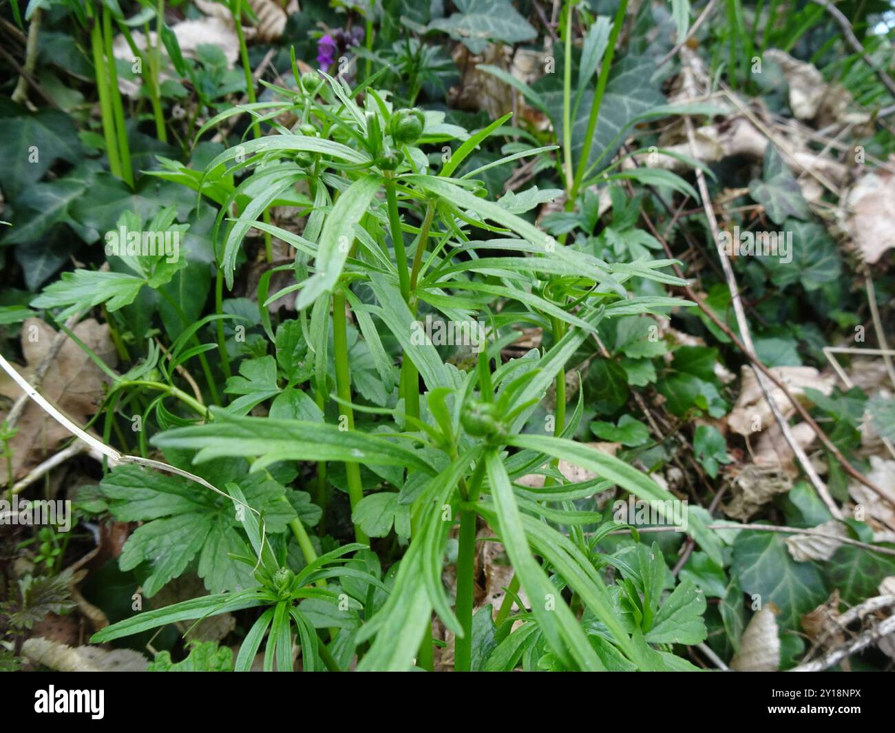 Goldilocks Buttercup (Ranunculus auricomus) Plantae Stock Photo - Alamy