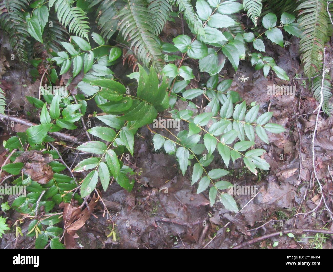 Cascade Oregon-grape (Berberis nervosa) Plantae Stock Photo - Alamy