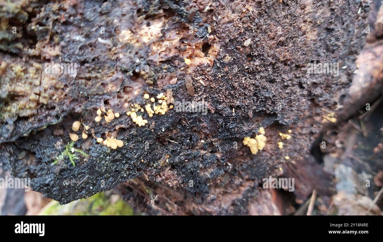 Push Pin Slime Mold (Hemitrichia calyculata) Protozoa Stock Photo - Alamy