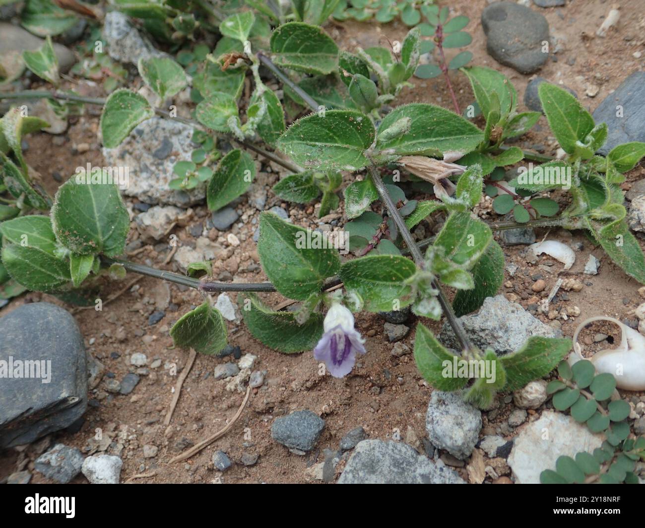 Creeping Ruellia (Ruellia repens) Plantae Stock Photo - Alamy