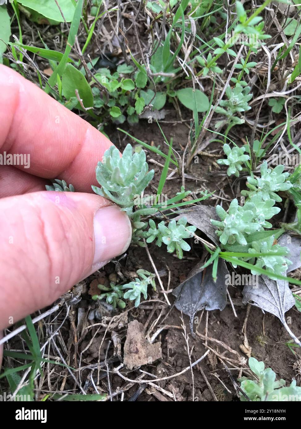 flathead rabbit tobacco (Diaperia prolifera) Plantae Stock Photo - Alamy