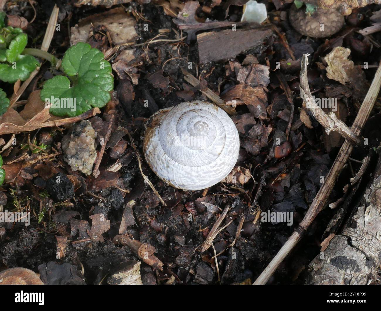 Copse Snail (Arianta arbustorum) Mollusca Stock Photo - Alamy