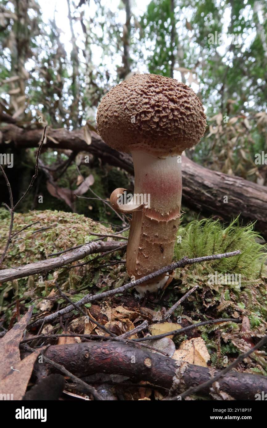 shaggy cap (Boletellus emodensis) Fungi Stock Photo - Alamy