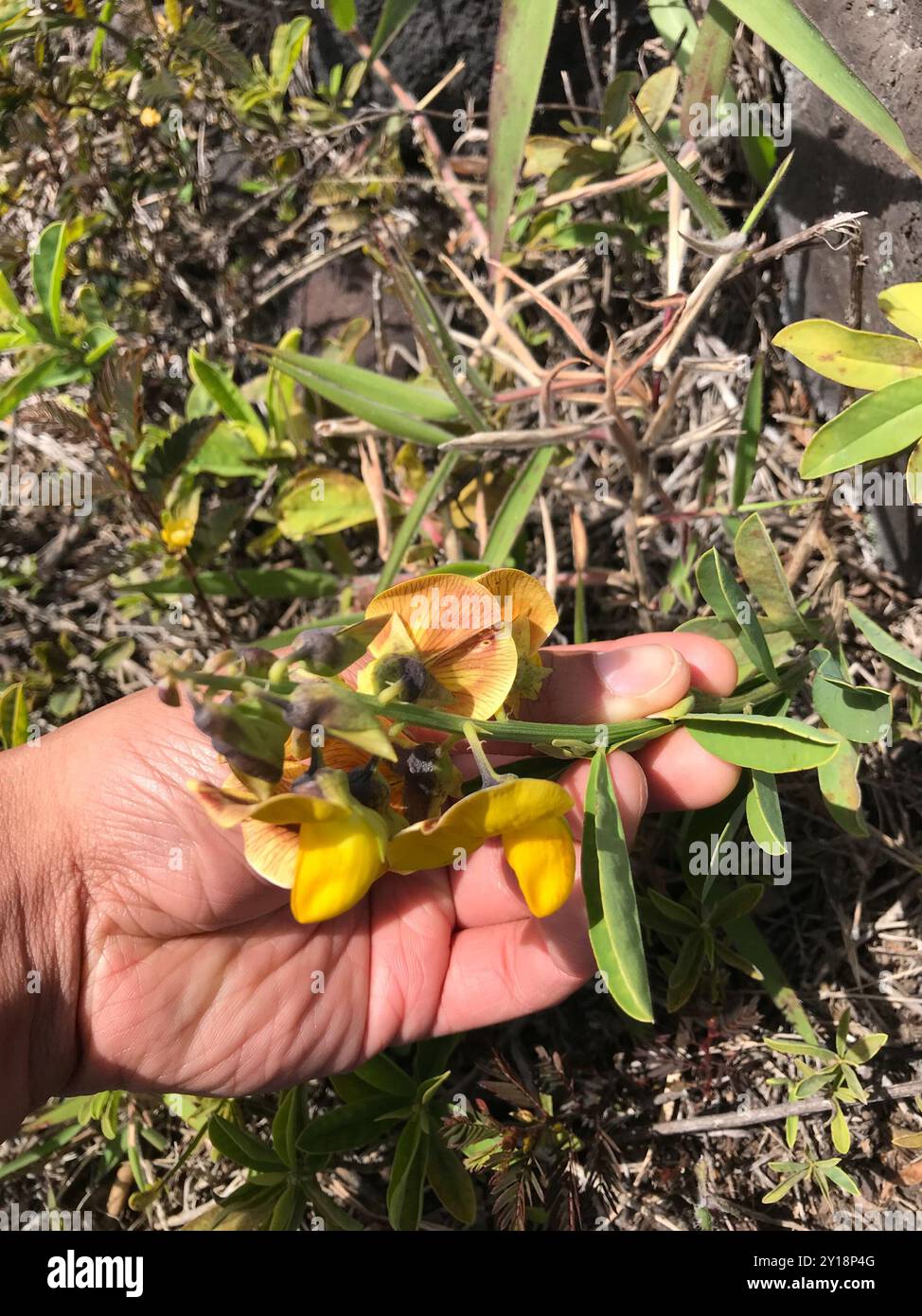 Showy Rattlebox (Crotalaria spectabilis) Plantae Stock Photo - Alamy