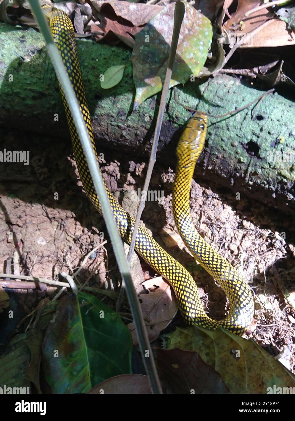 Military Ground Snake (Erythrolamprus miliaris) Reptilia Stock Photo ...