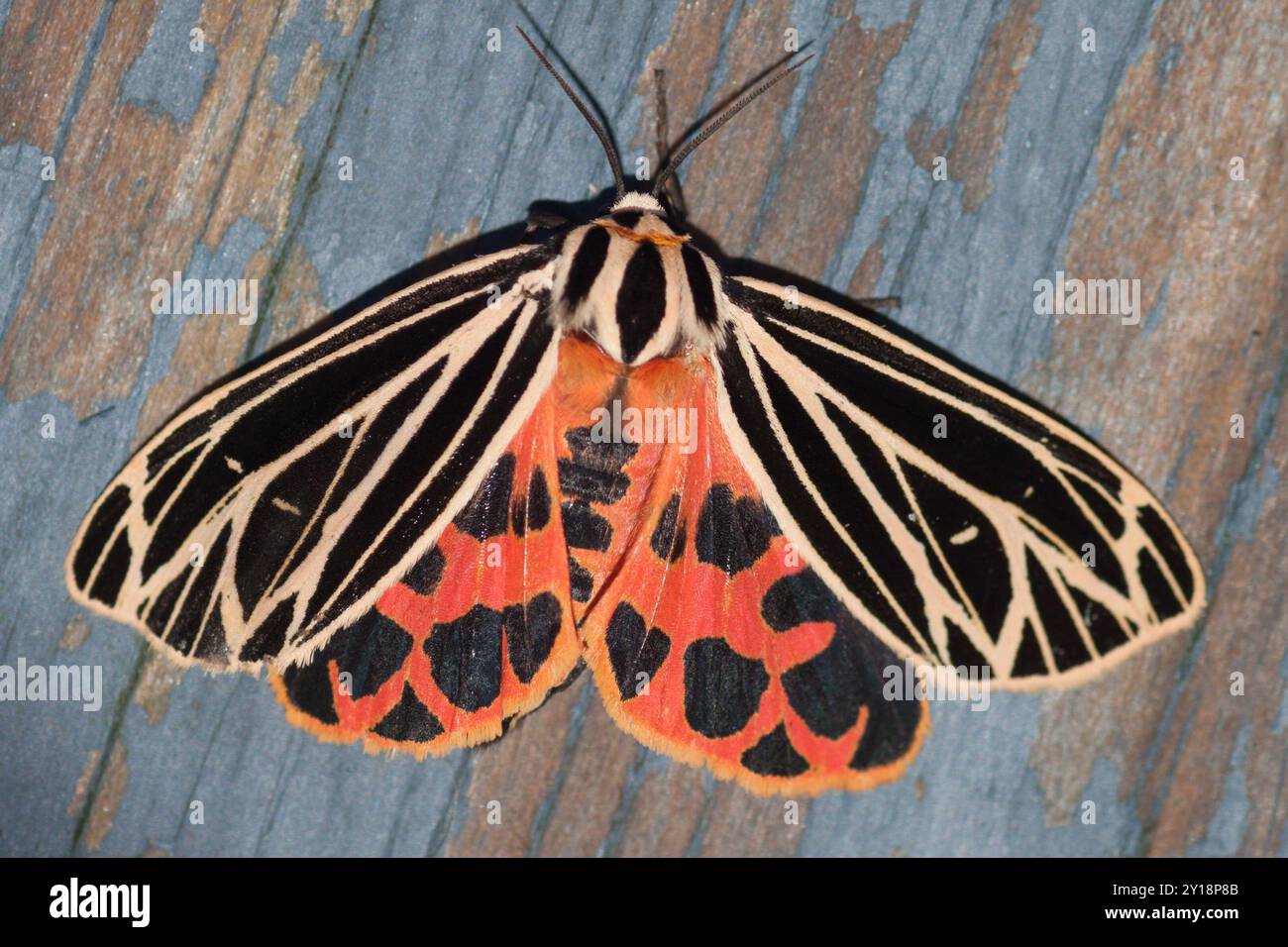 Virgin Tiger Moth (Apantesis virgo) Insecta Stock Photo - Alamy