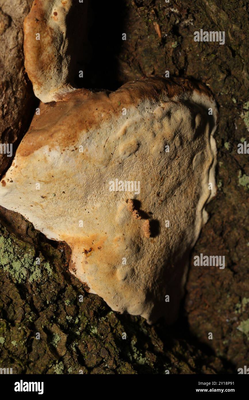 artist's bracket (Ganoderma applanatum) Fungi Stock Photo - Alamy