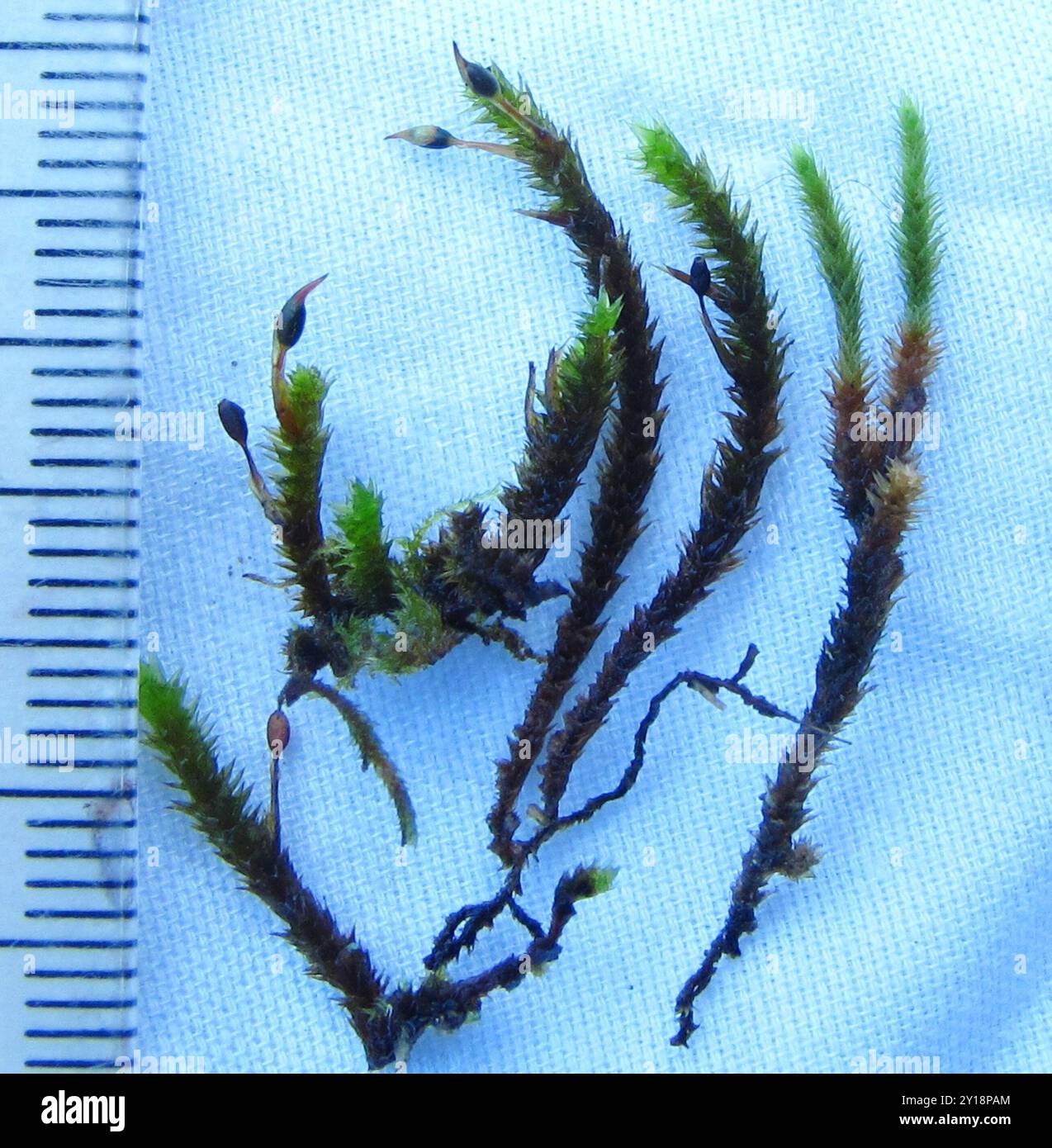 smooth hook moss (Leucodon julaceus) Plantae Stock Photo - Alamy