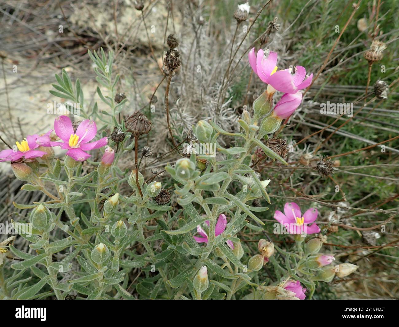 Sea Rose (Orphium frutescens) Plantae Stock Photo - Alamy