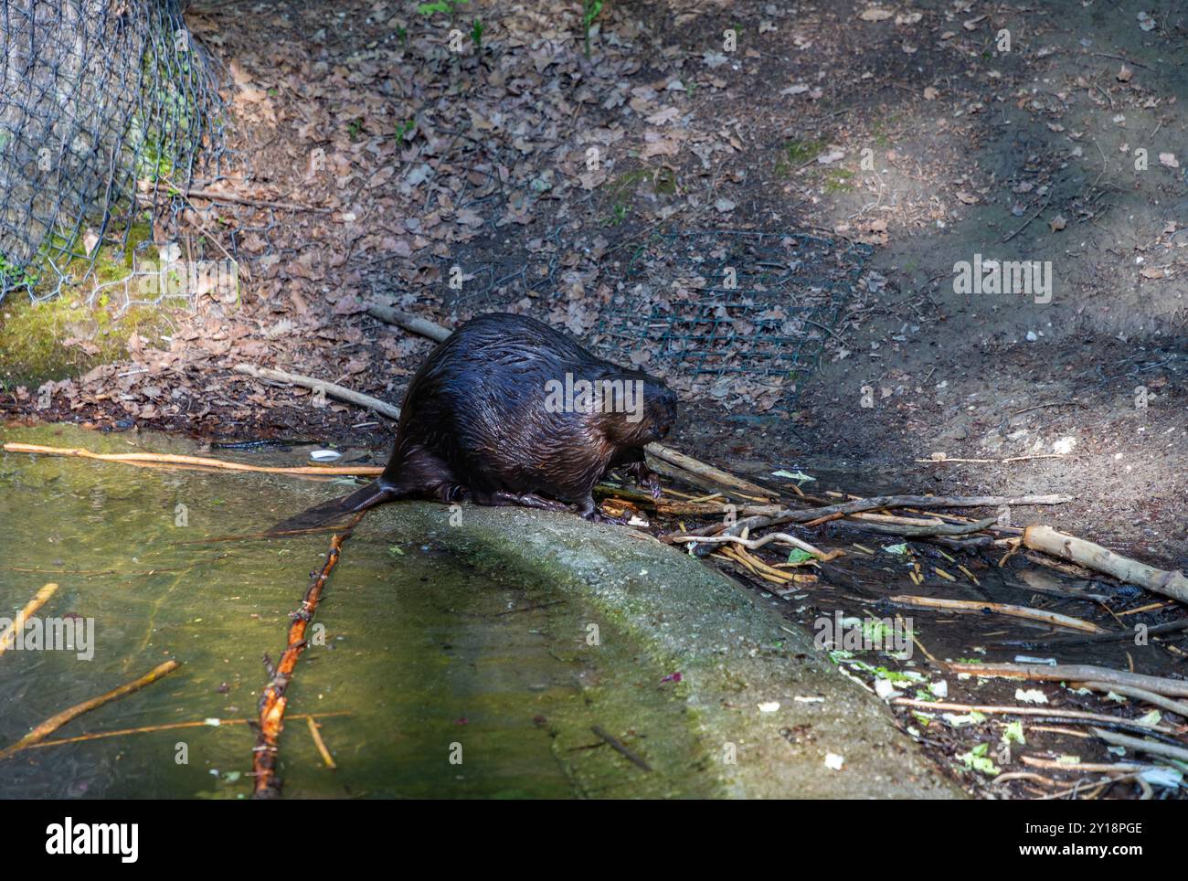 Beaver dragon hi-res stock photography and images - Alamy