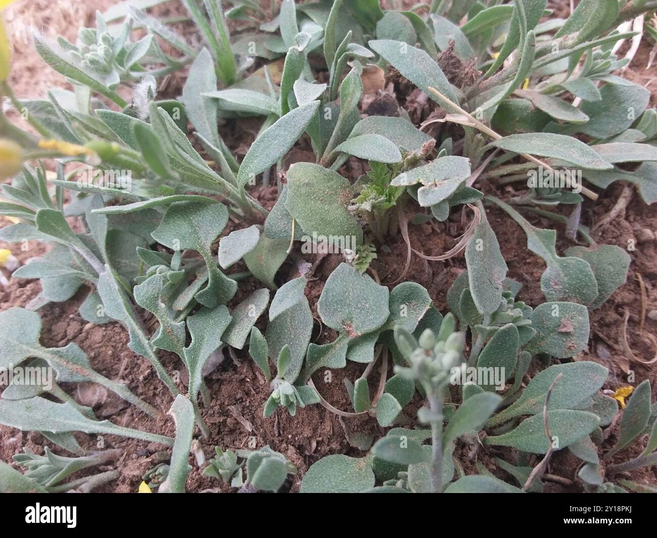 Gordon's bladderpod (Physaria gordonii) Plantae Stock Photo - Alamy