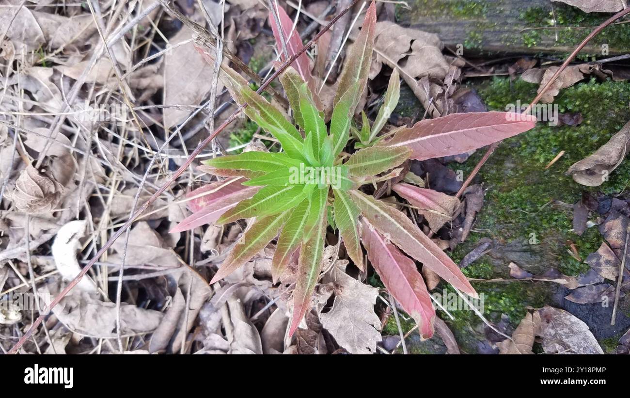 plants (Plantae) Plantae Stock Photo - Alamy