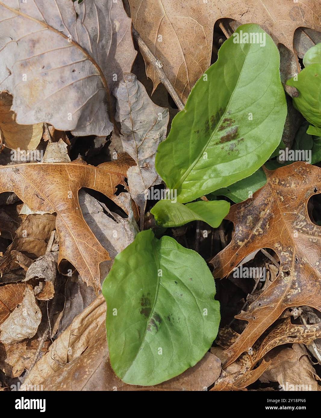 American jumpseed (Persicaria virginiana) Plantae Stock Photo - Alamy