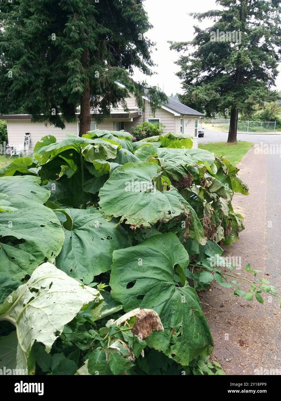 Giant Butterbur (Petasites japonicus) Plantae Stock Photo - Alamy