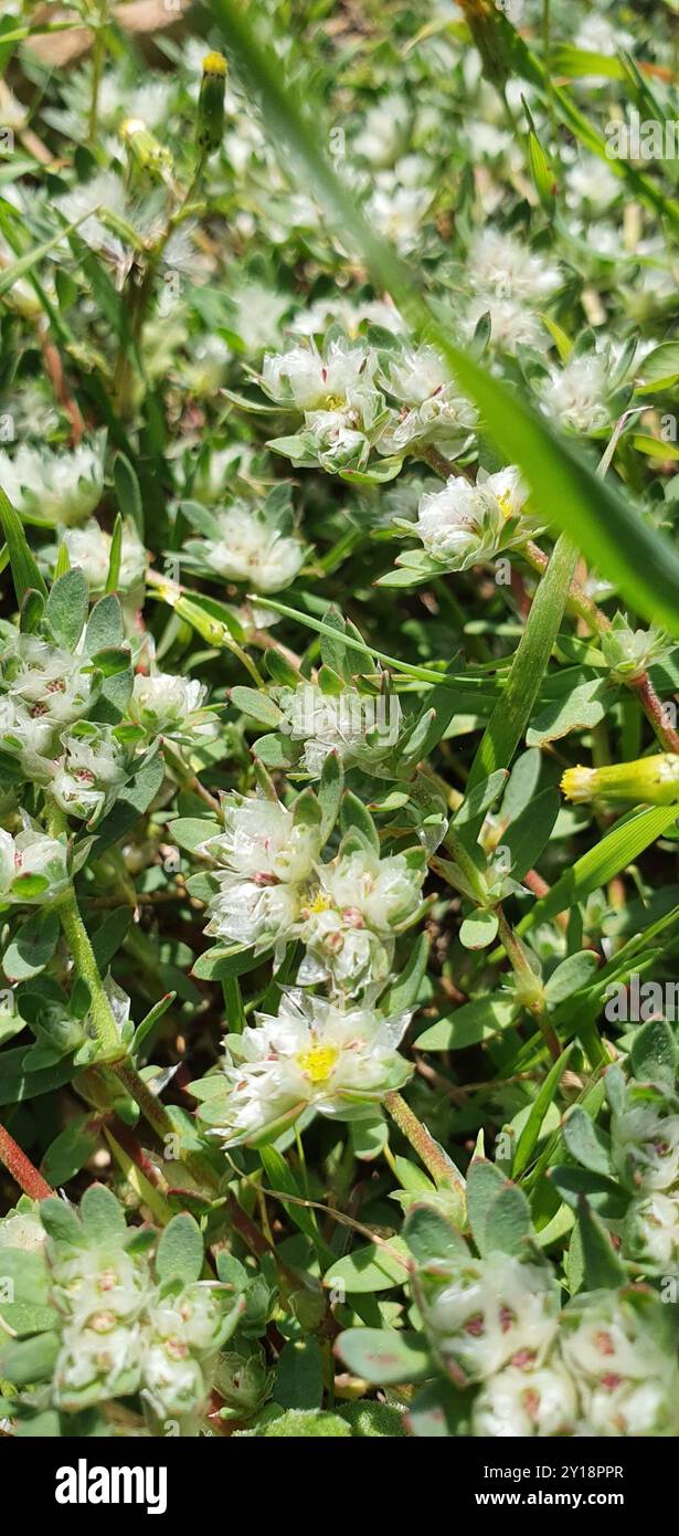 Algerian Tea (Paronychia argentea) Plantae Stock Photo - Alamy