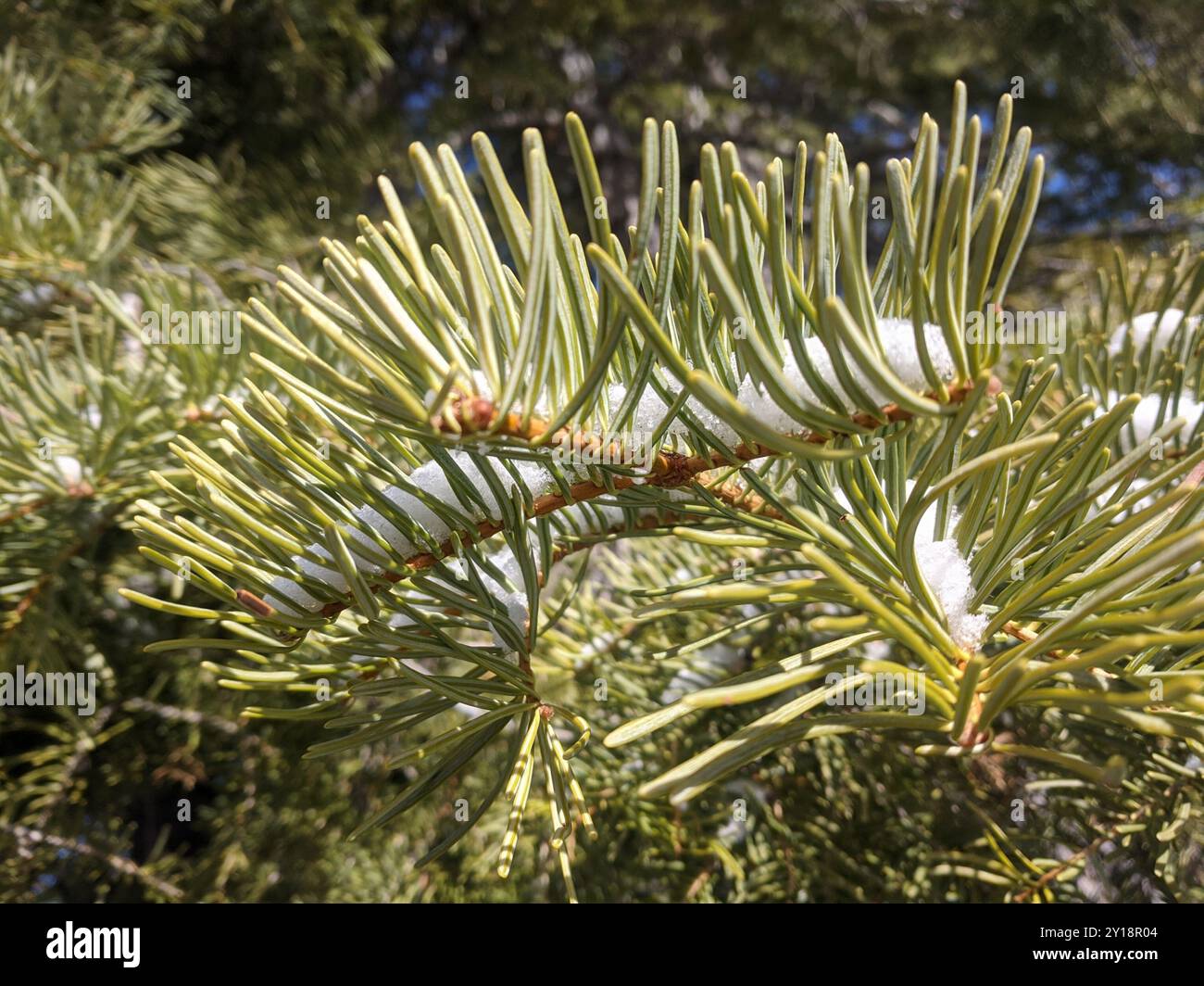 white fir (Abies concolor) Plantae Stock Photo - Alamy