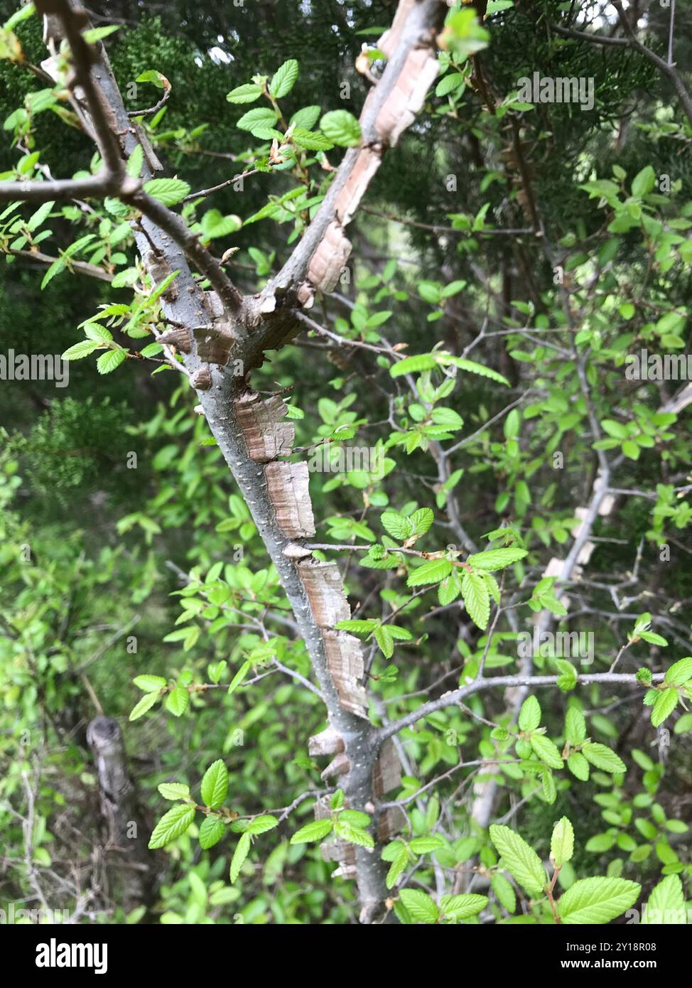 Cedar Elm (Ulmus crassifolia) Plantae Stock Photo - Alamy