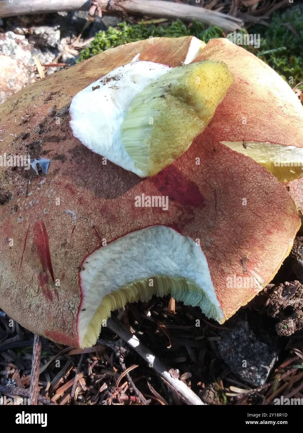 boletes (Boletaceae) Fungi Stock Photo - Alamy