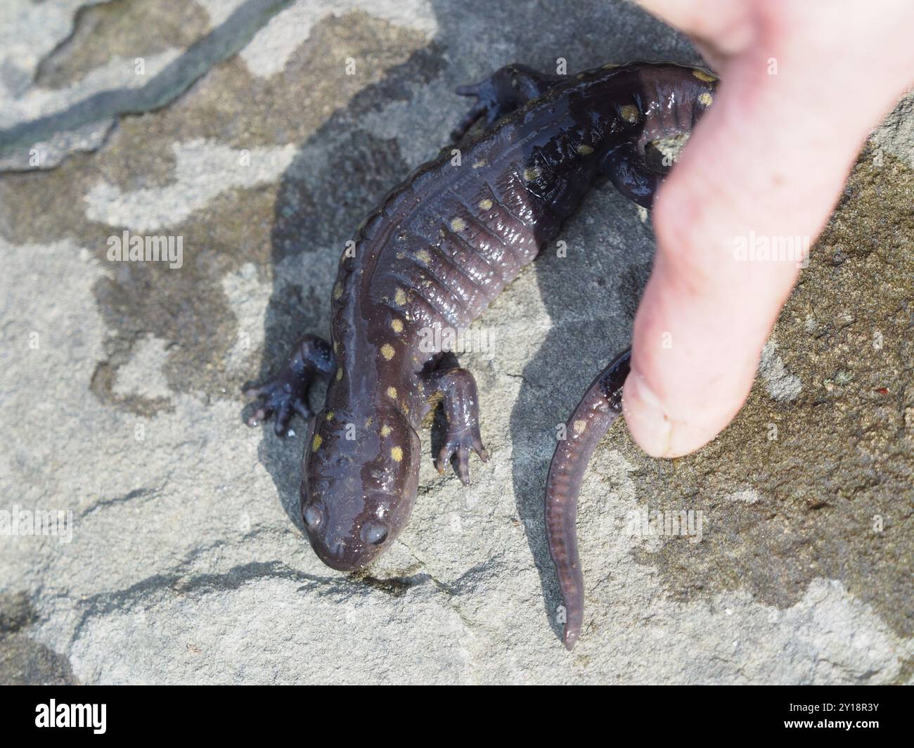 Spotted Salamander (Ambystoma maculatum) Amphibia Stock Photo - Alamy