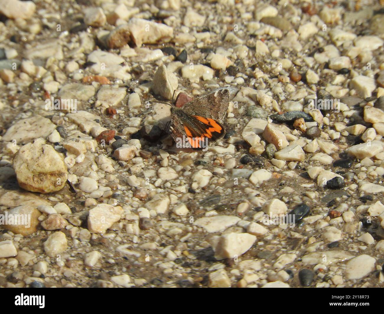Light Orange Underwing (Boudinotiana notha) Insecta Stock Photo - Alamy