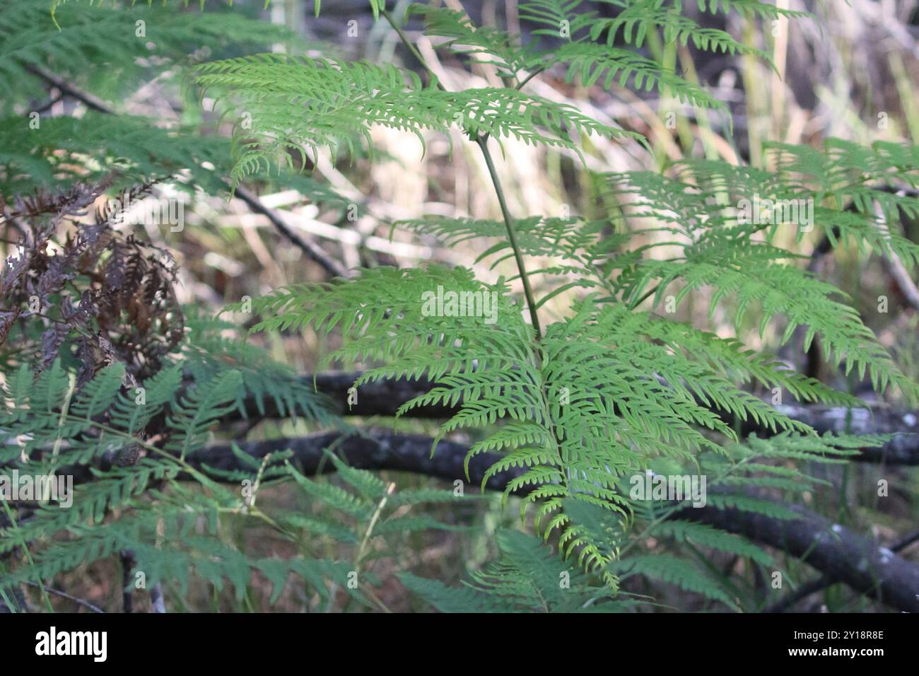 Austral Bracken (Pteridium esculentum) Plantae Stock Photo - Alamy