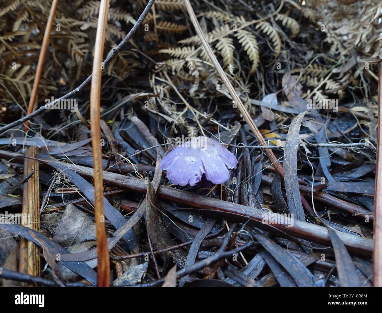 mauve splitting waxcap (Porpolomopsis lewelliniae) Fungi Stock Photo ...