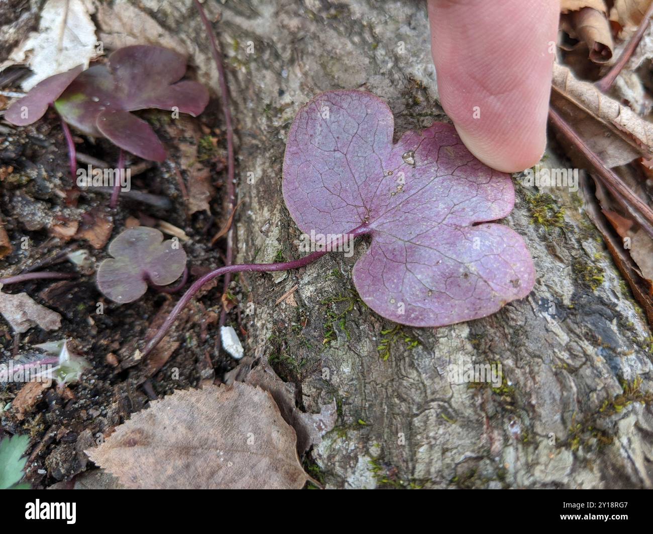 round-lobed hepatica (Hepatica americana) Plantae Stock Photo - Alamy