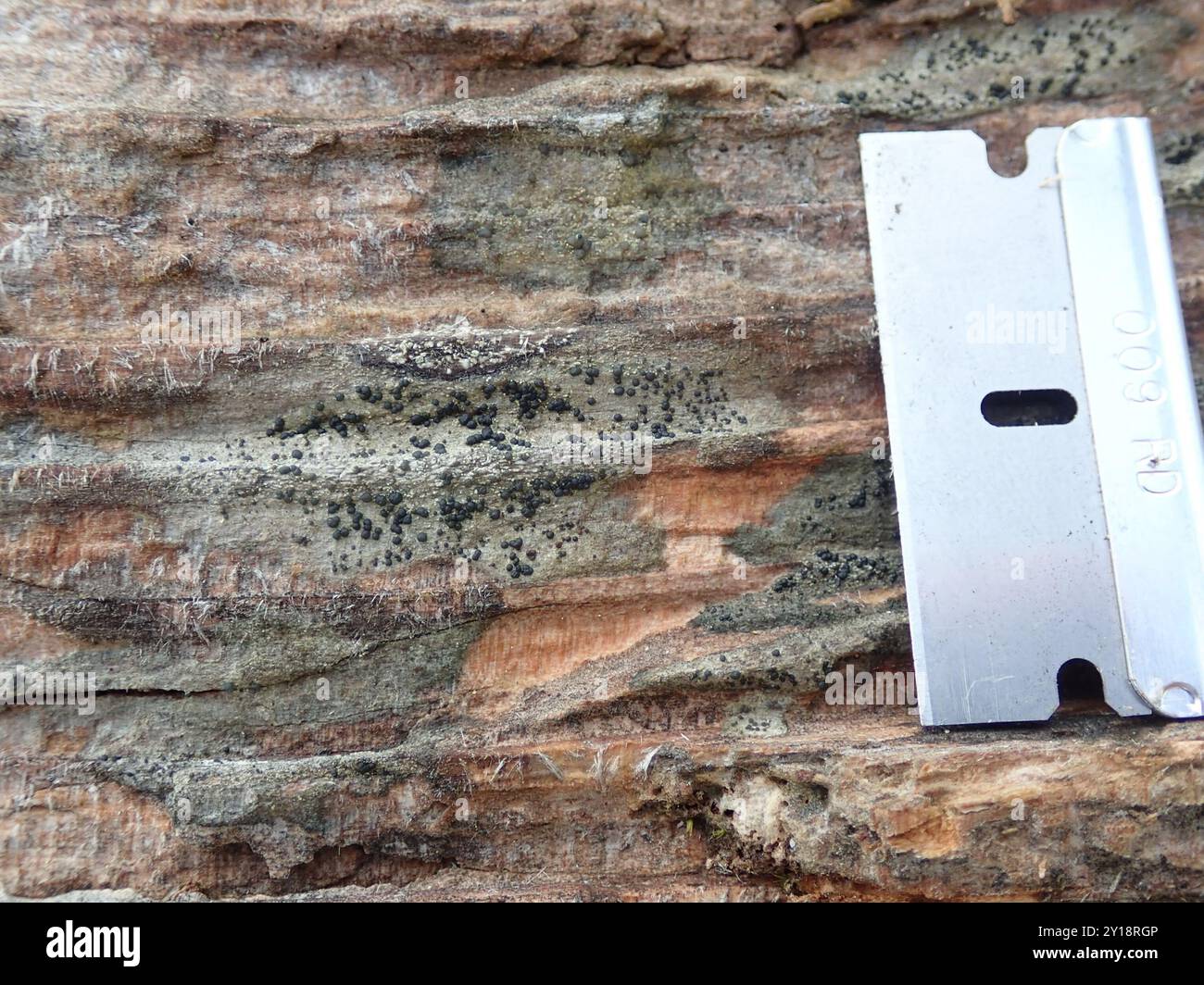 Shadow Dot Lichen (Micarea peliocarpa) Fungi Stock Photo - Alamy