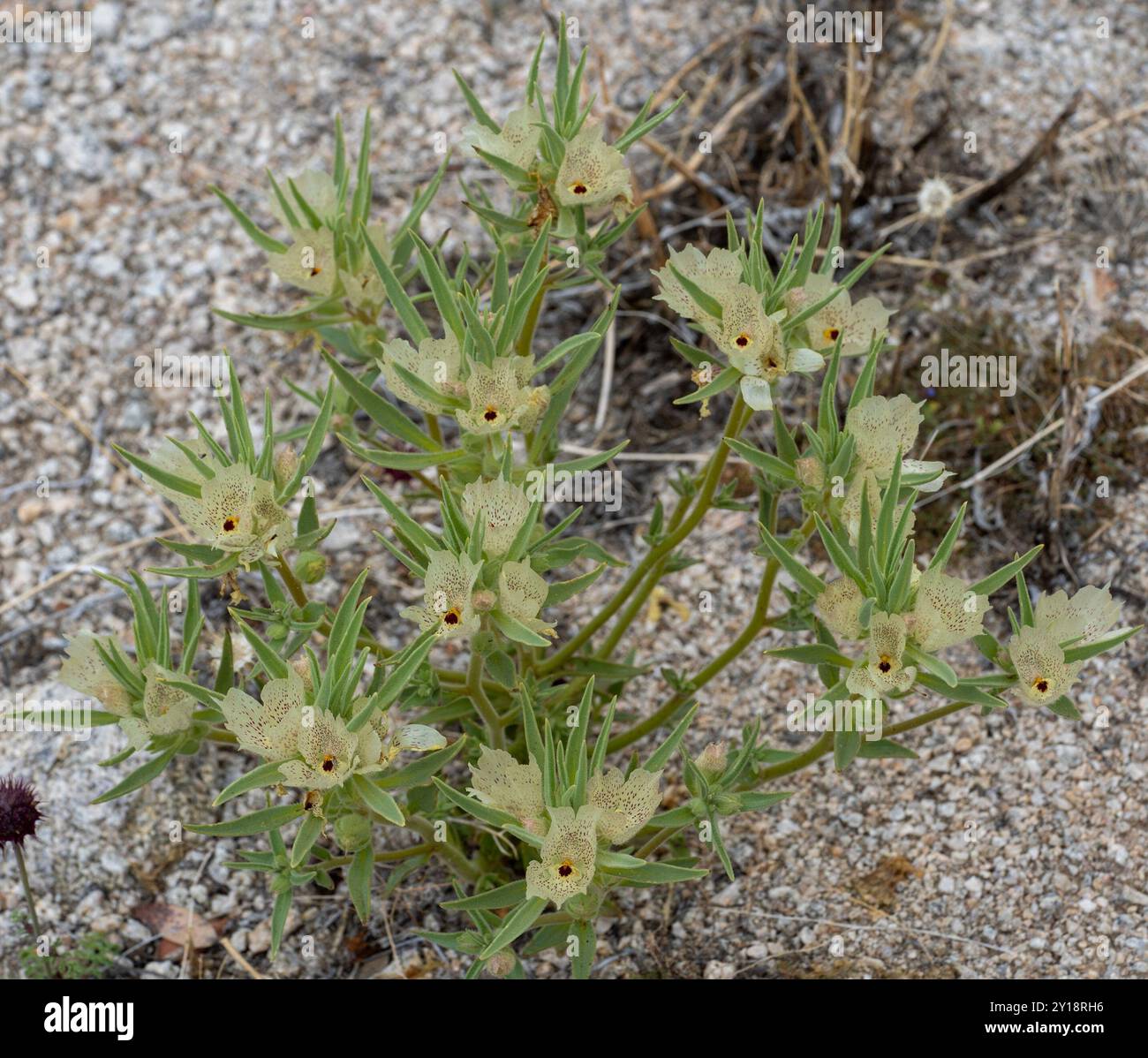 ghost flower (Mohavea confertiflora) Plantae Stock Photo - Alamy