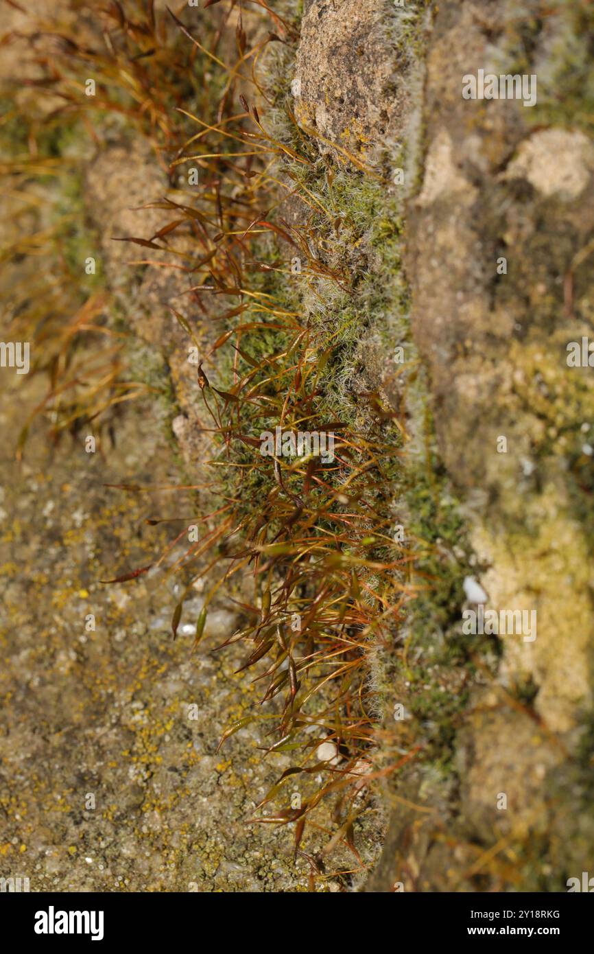 Wall Screw-moss (Tortula muralis) Plantae Stock Photo - Alamy