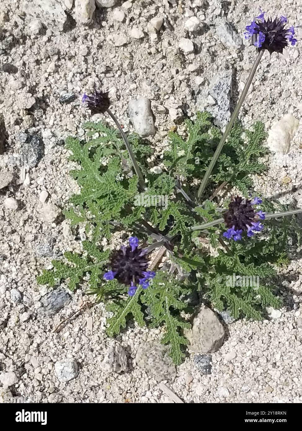 Chia (Salvia columbariae) Plantae Stock Photo - Alamy